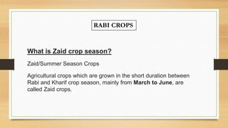 CLASSIFICATION OF HORTICULTURE PLANT BY SEASON.pptx