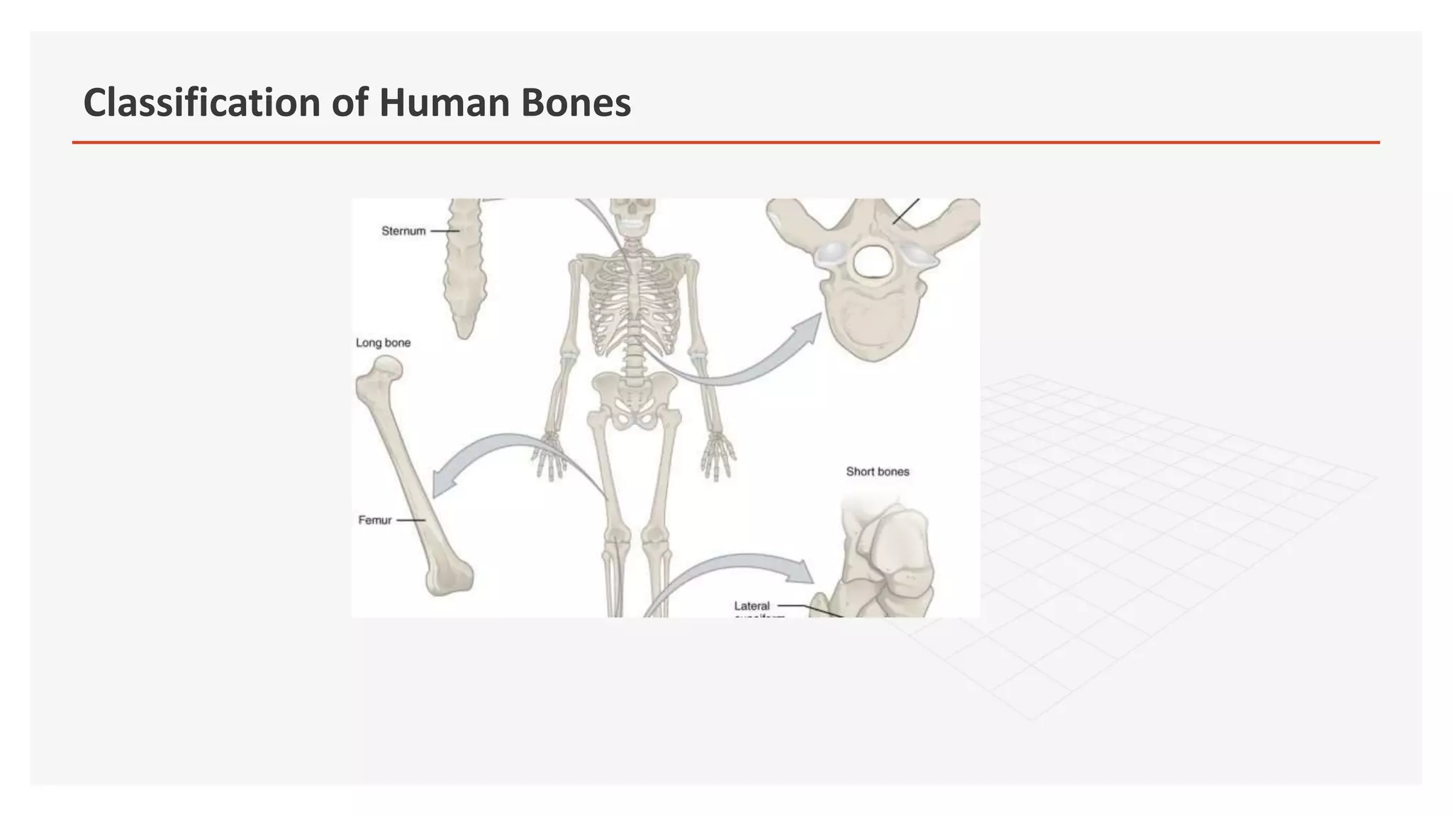 Classification of Human Bones. | PPTX