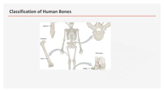 Classification of Human Bones. | PPTX
