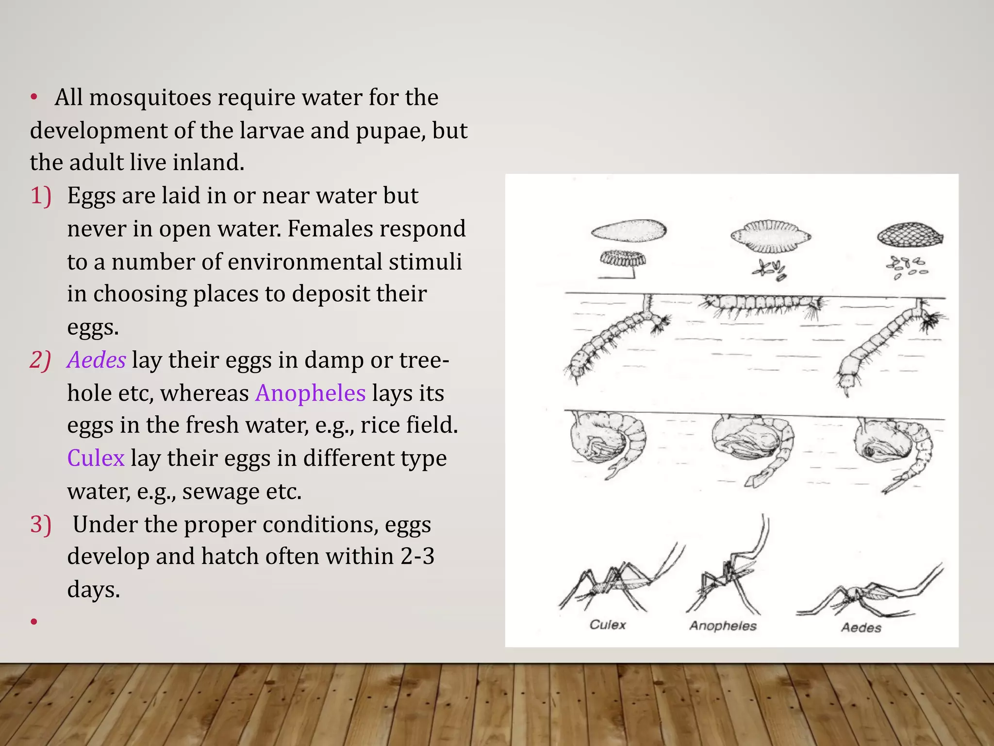 classification of important arthropods 2.pdf