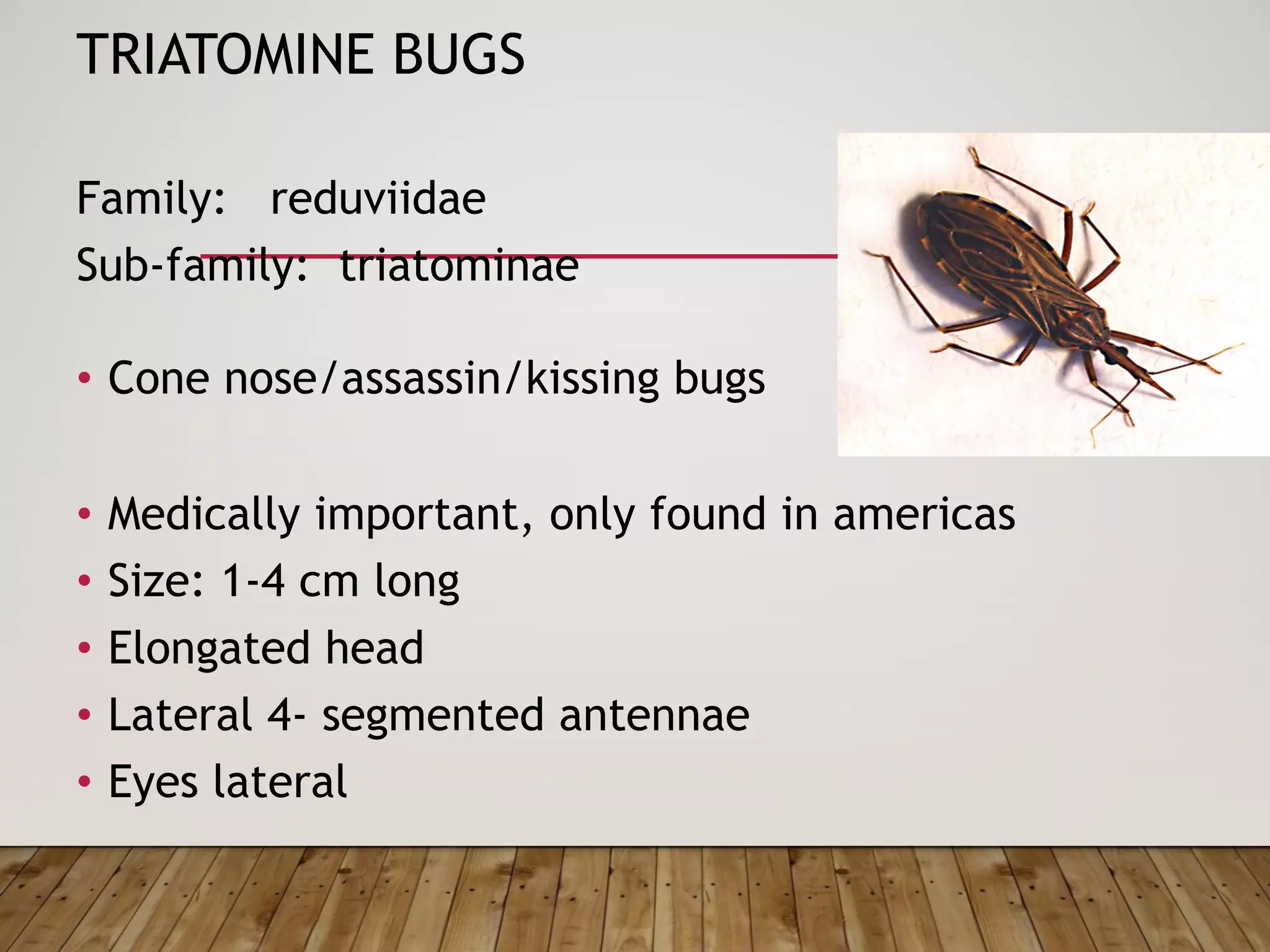 classification of important arthropods 2.pdf