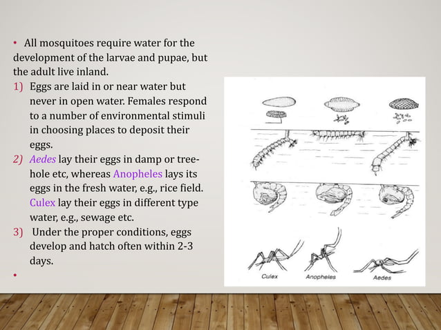 classification of important arthropods 2.pdf