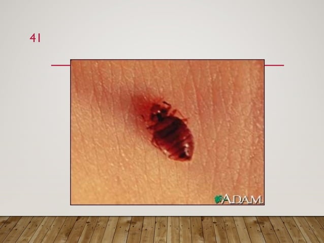 Classification Of Important Arthropods 2 Pdf