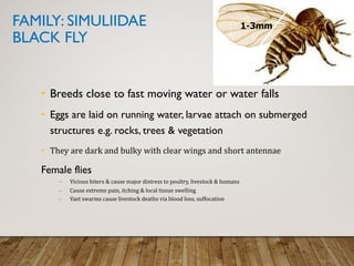 classification of important arthropods 2.pdf
