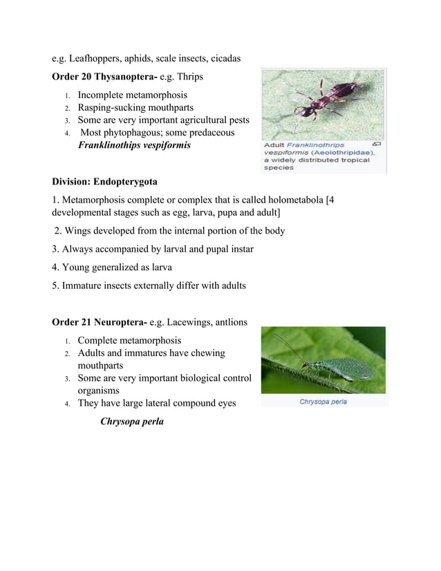 Classification of insecta | PDF