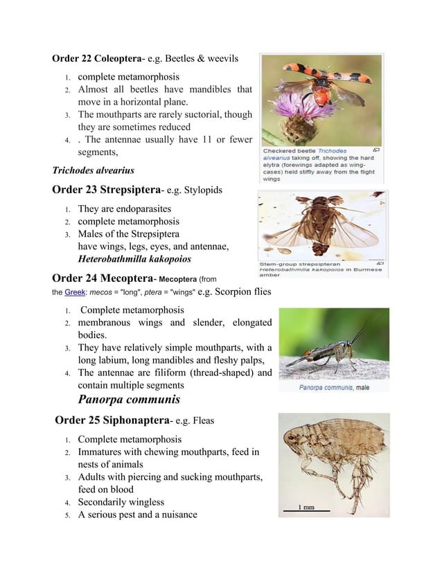 Classification of insecta | PDF