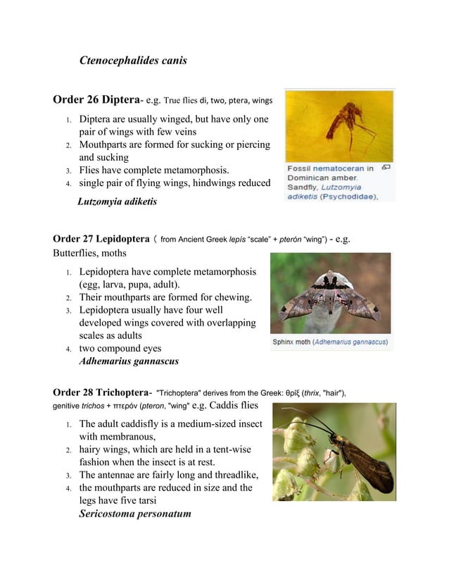 Classification of insecta | PDF