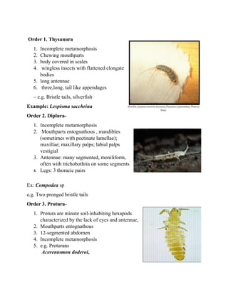 Classification of insecta | PDF