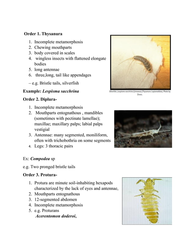 Classification of insecta | PDF