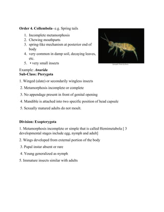 Classification of insecta | PDF