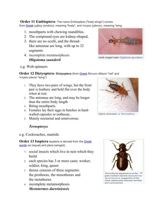 Classification of insecta | PDF