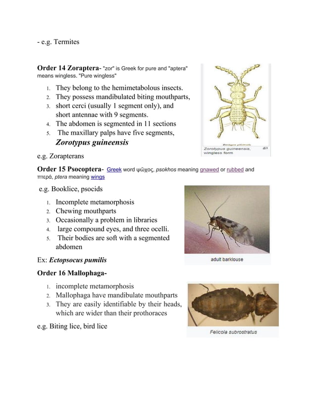 Classification of insecta | PDF