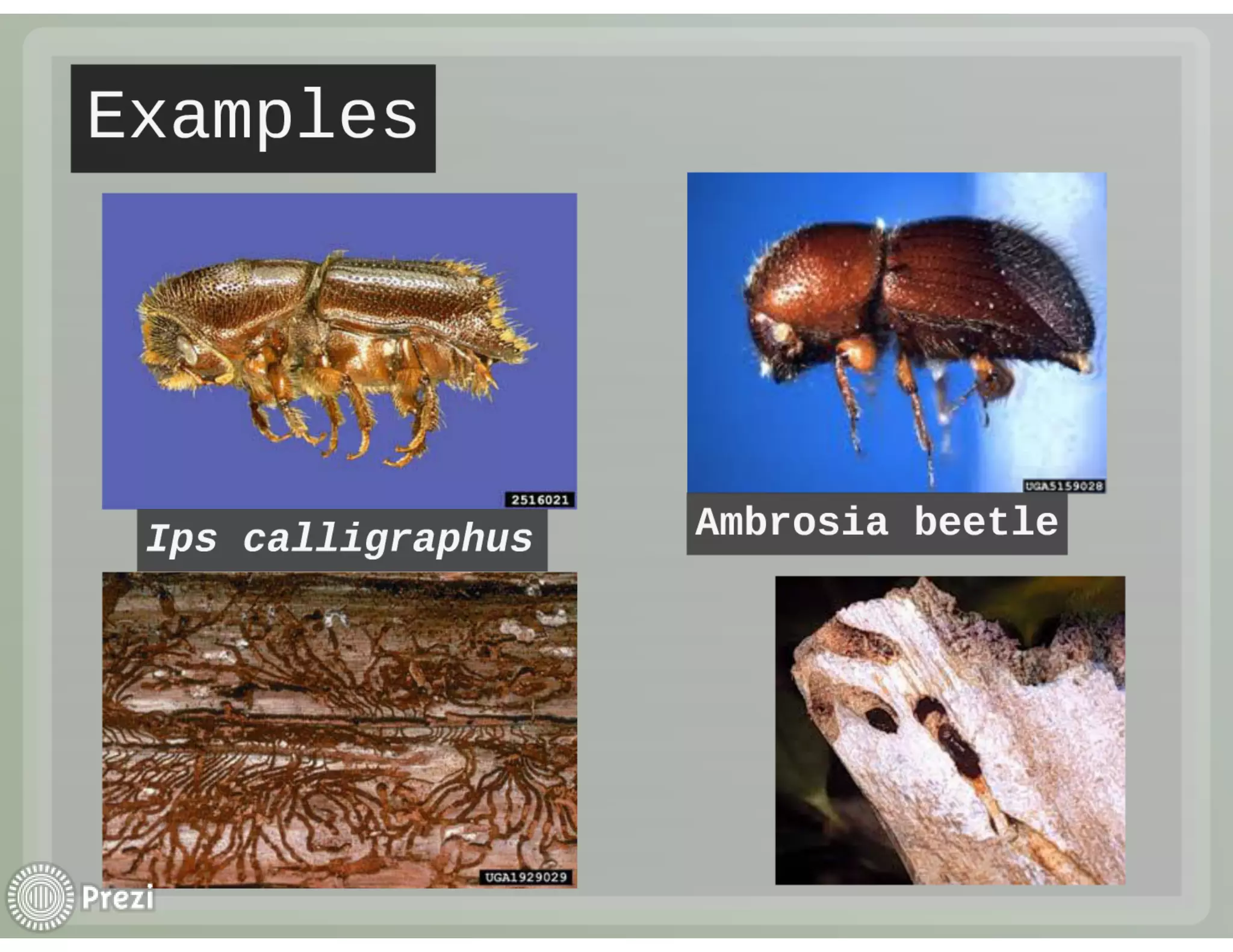 Classification of insect pest | PDF