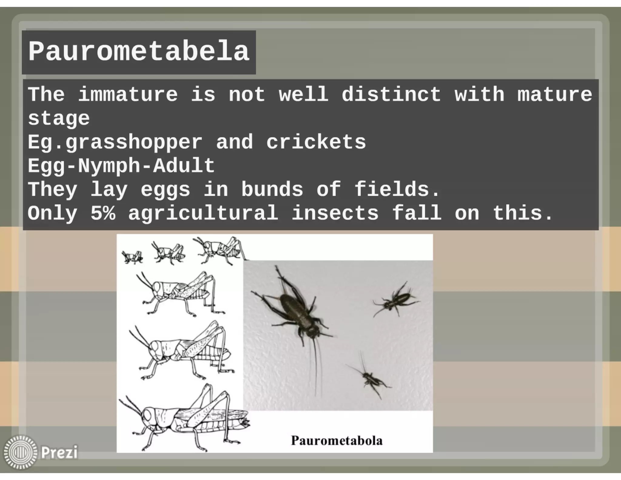 Classification of insect pest | PDF