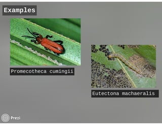 Classification of insect pest | PDF