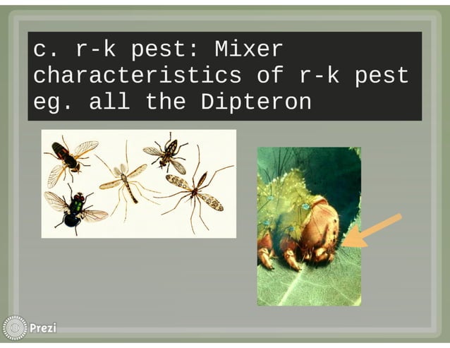 Classification Of Insect Pest
