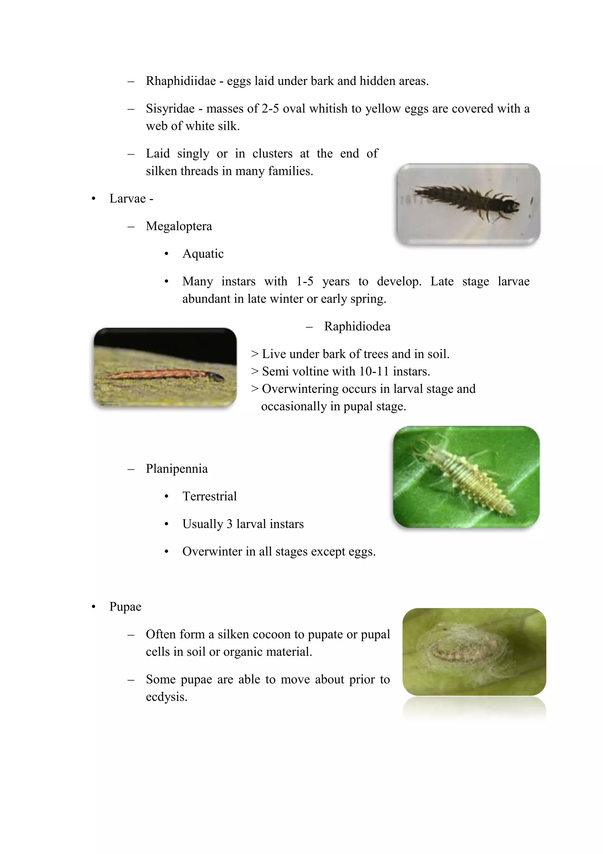Classification of insects | DOCX | Birdwatching | Hobbies & Interests