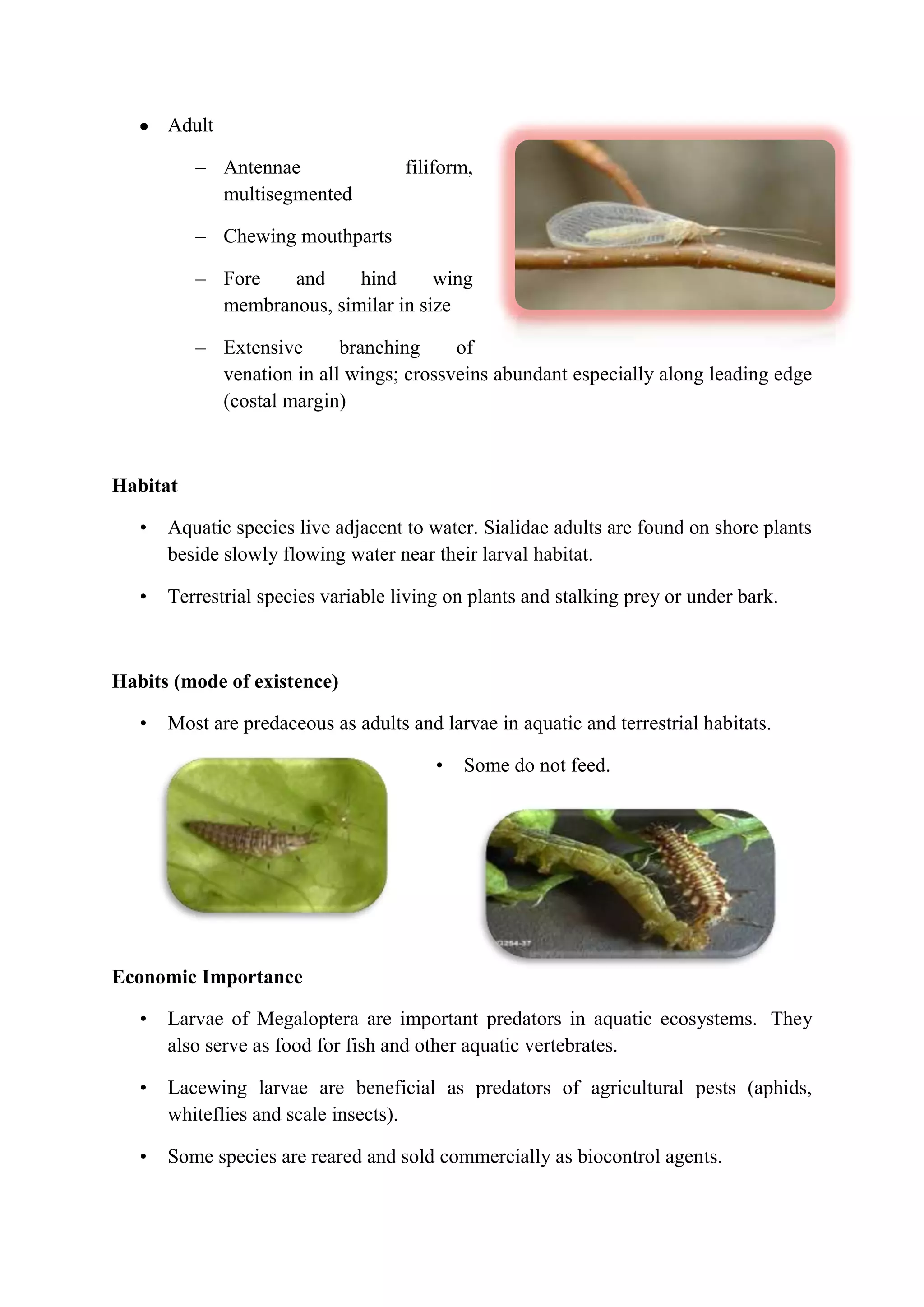 Classification of insects | DOCX