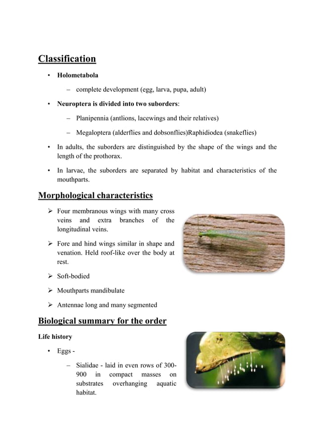Classification of insects | DOCX | Birdwatching | Hobbies & Interests