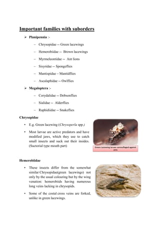 Classification of insects | DOCX