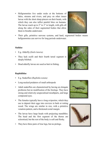 Classification of insects | DOCX