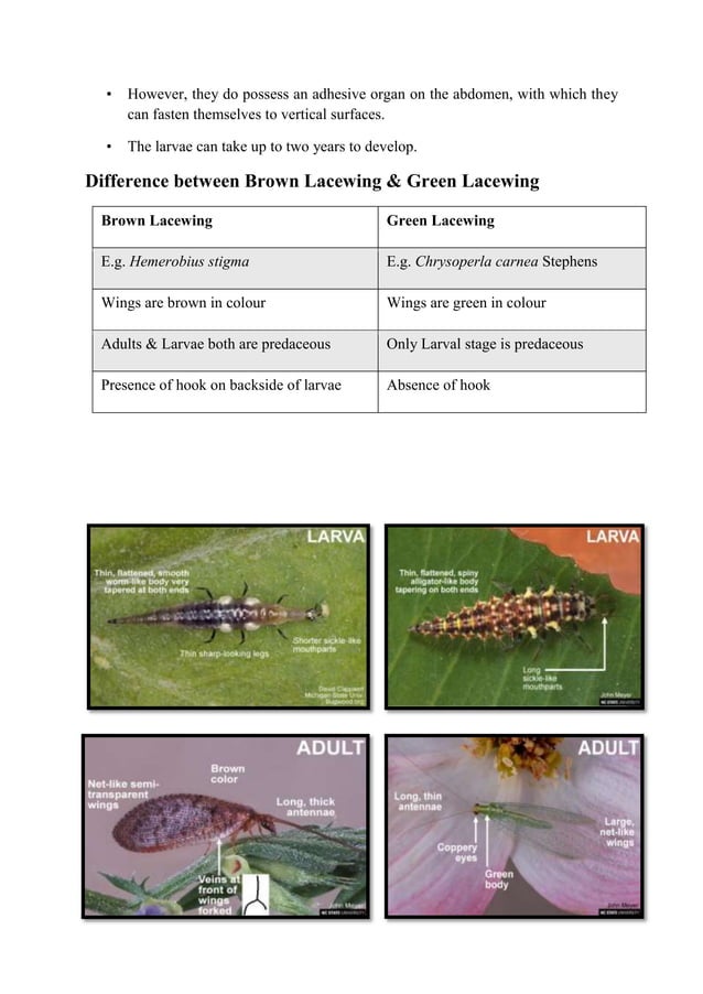 Classification of insects | DOCX | Birdwatching | Hobbies & Interests