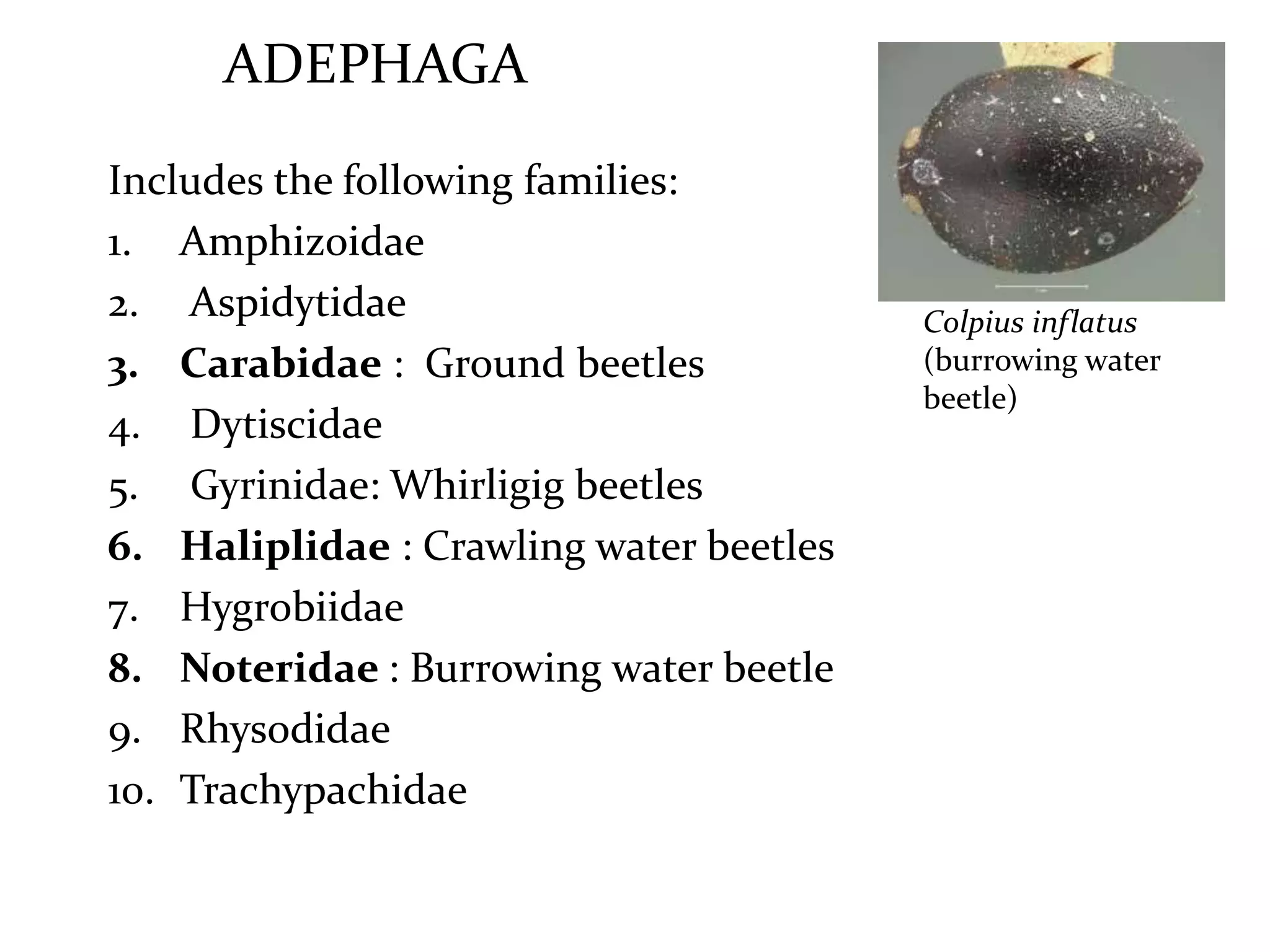 Classification of insects | PPTX