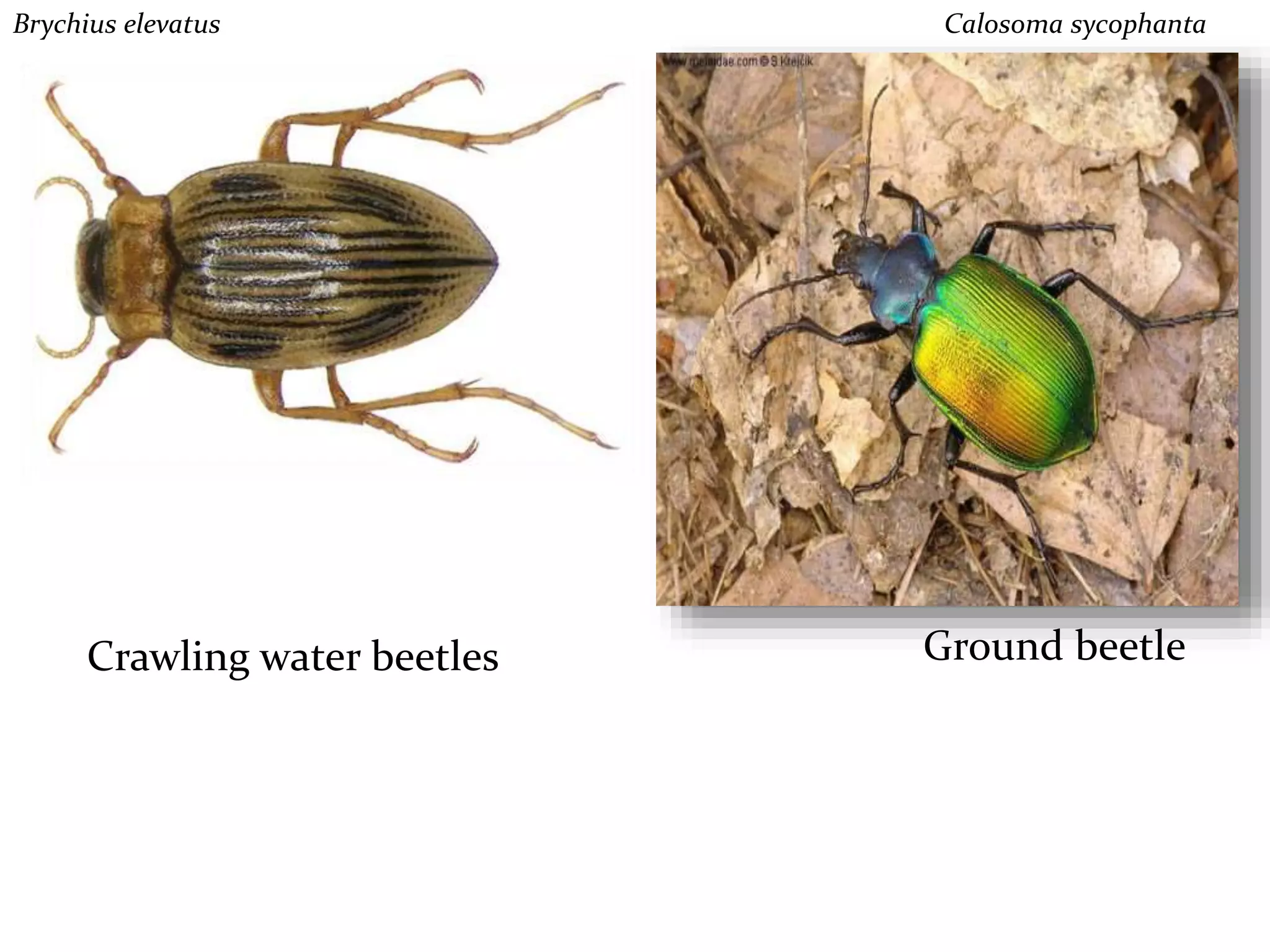 Classification of insects | PPTX