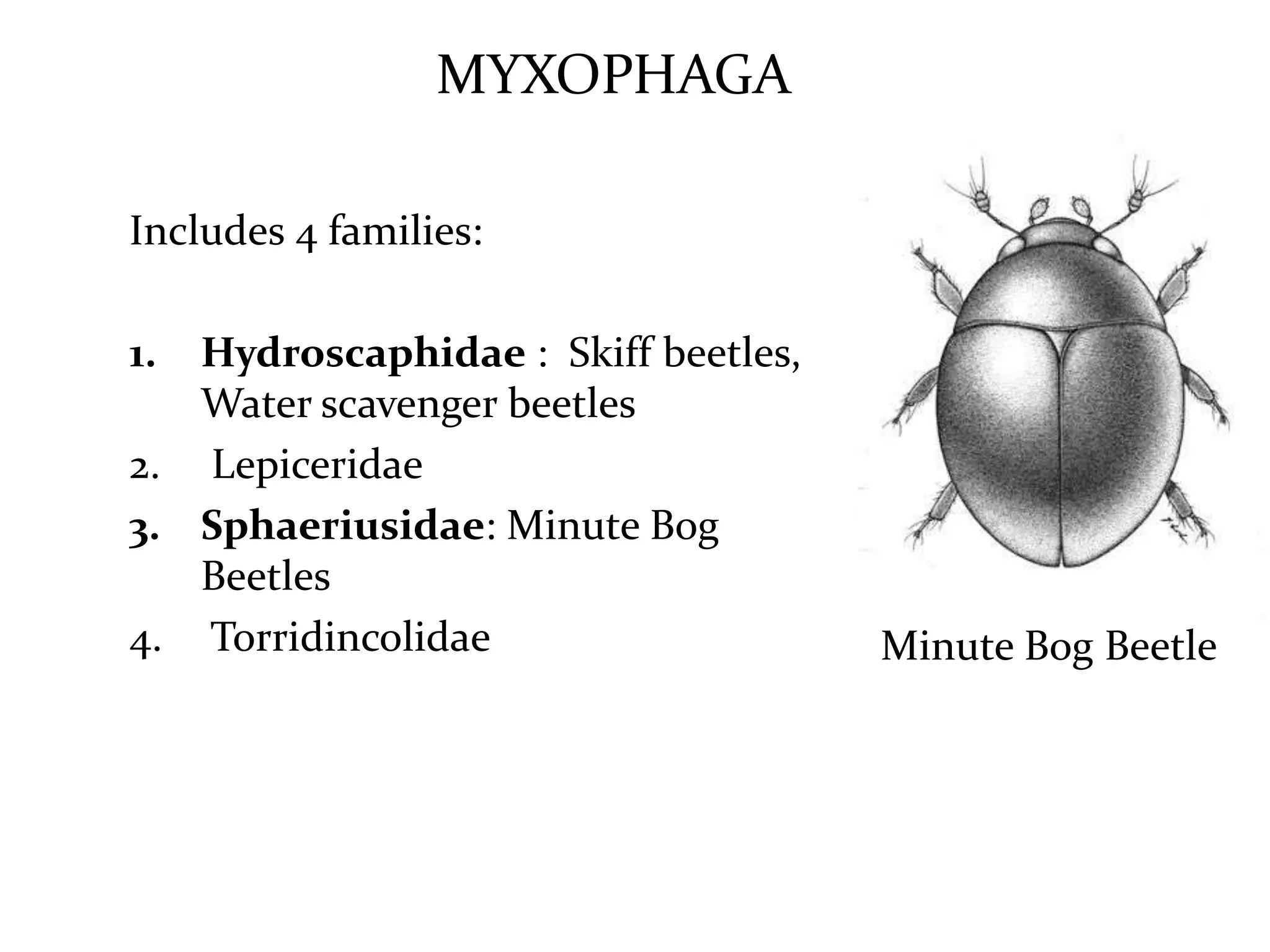 Classification of insects | PPTX