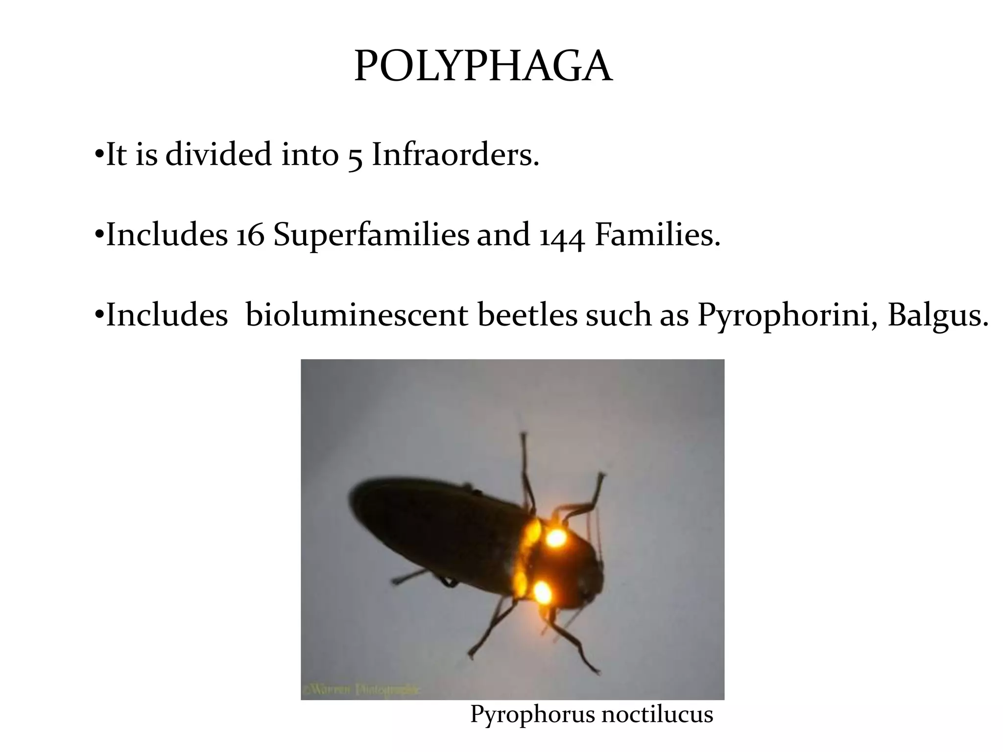 Classification of insects | PPTX