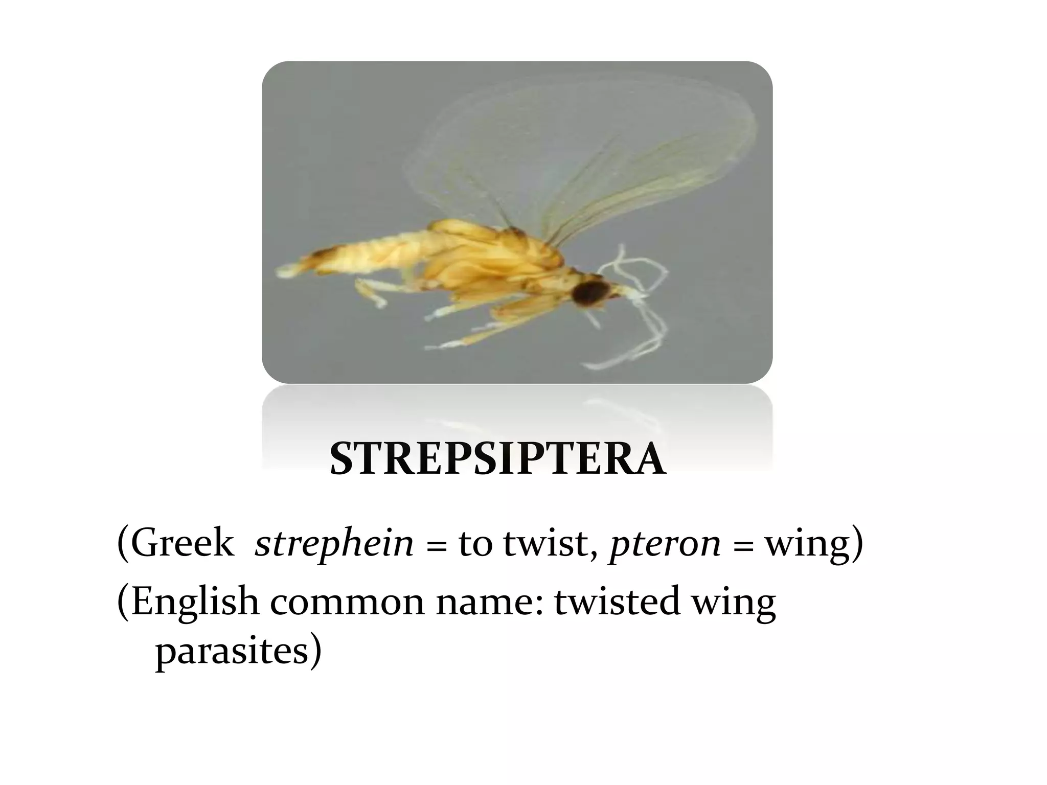 Classification of insects | PPTX