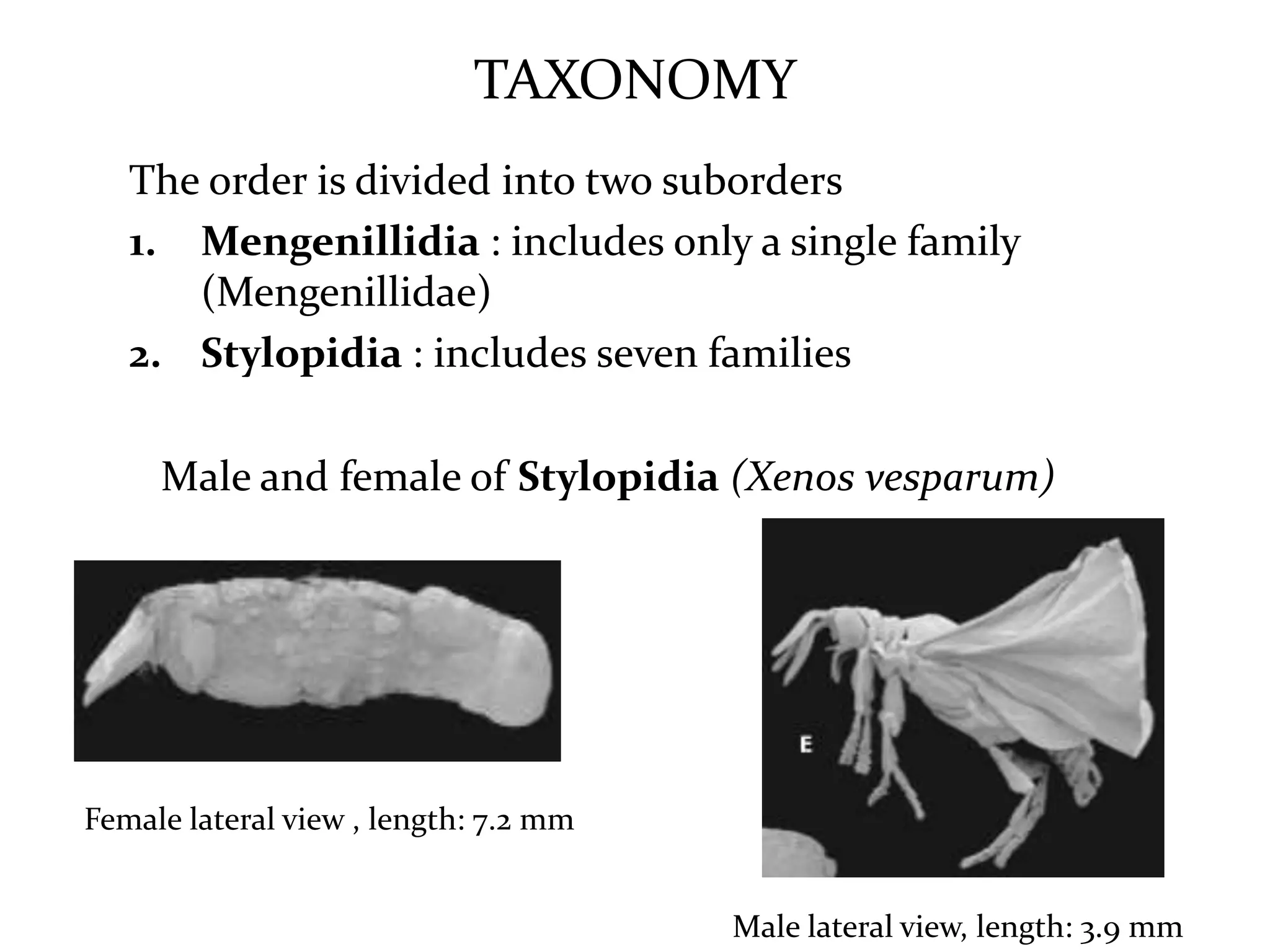 Classification of insects | PPTX