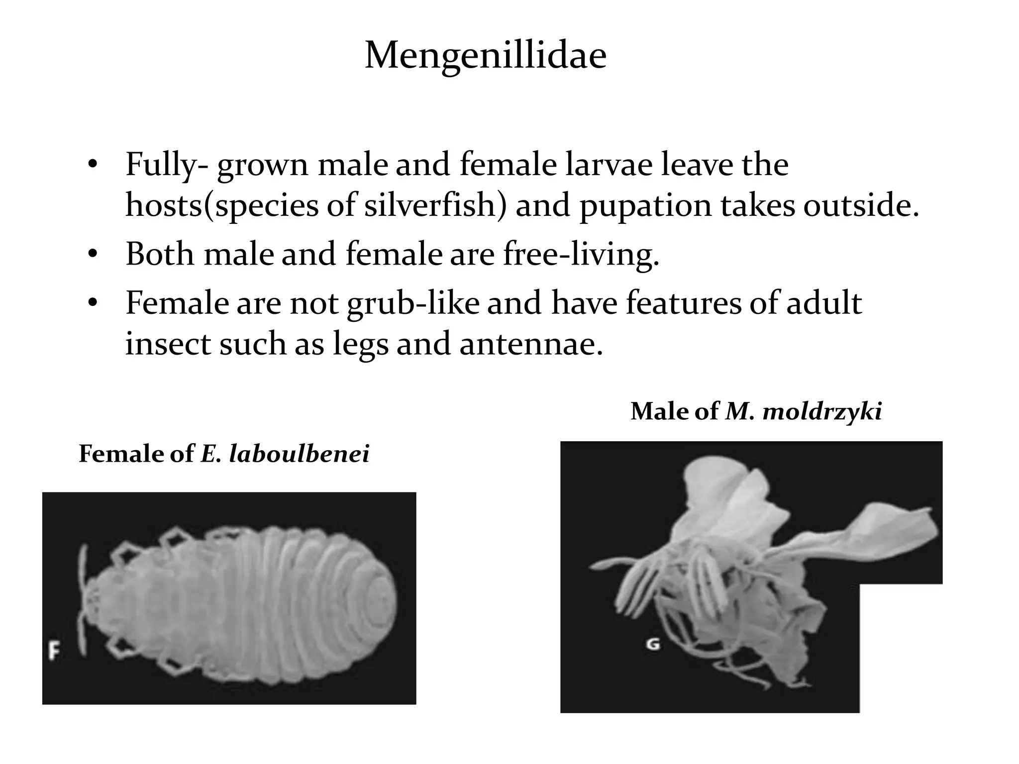 Classification of insects | PPTX