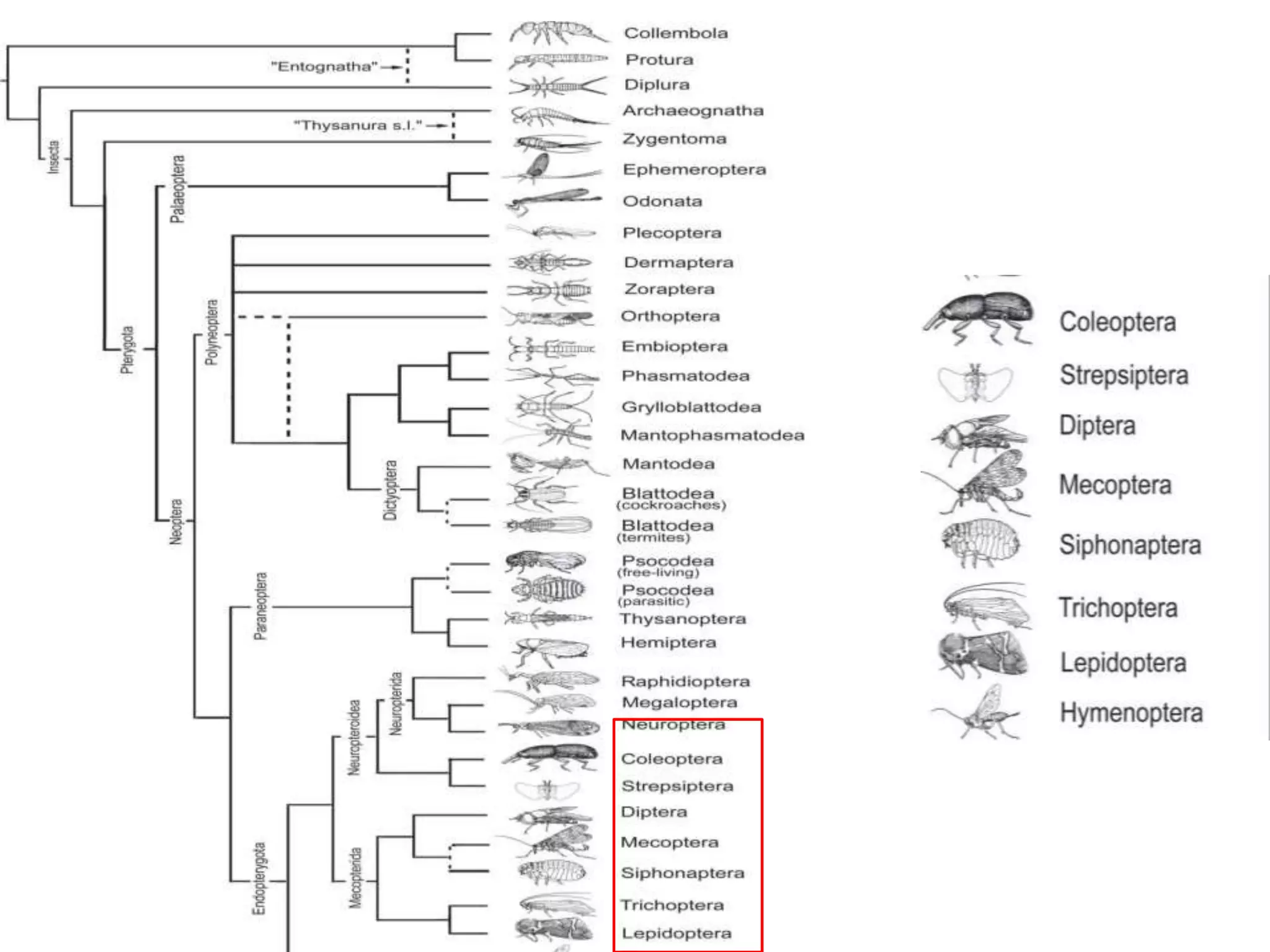 Classification of insects | PPTX