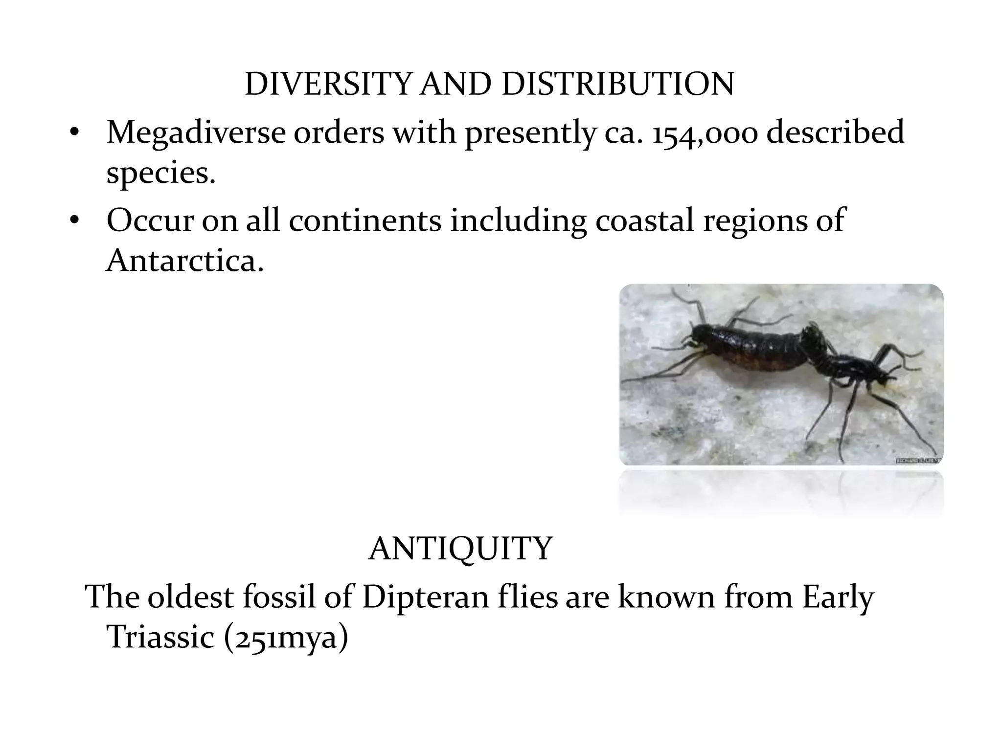 Classification of insects | PPTX