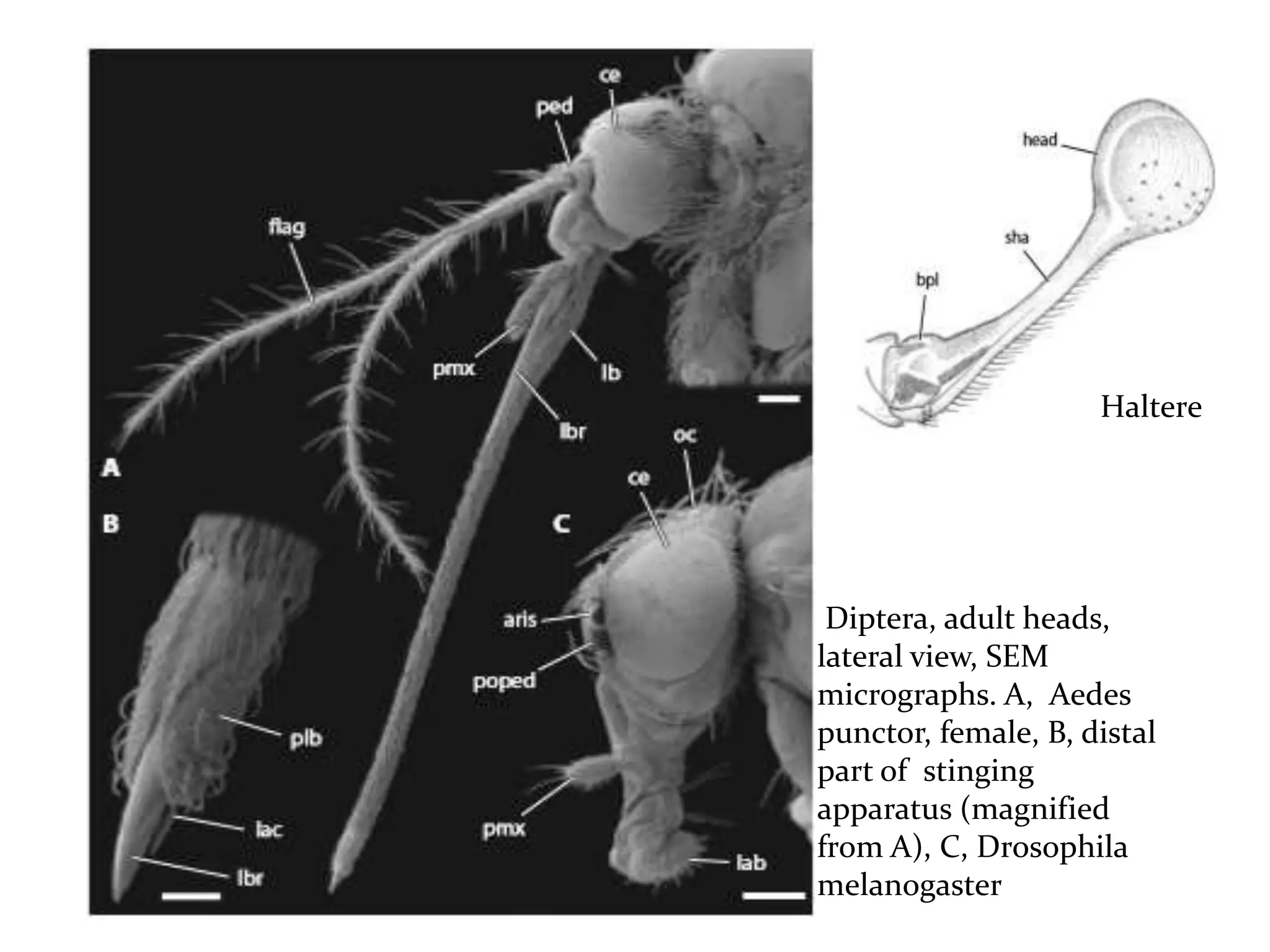 Classification of insects | PPTX