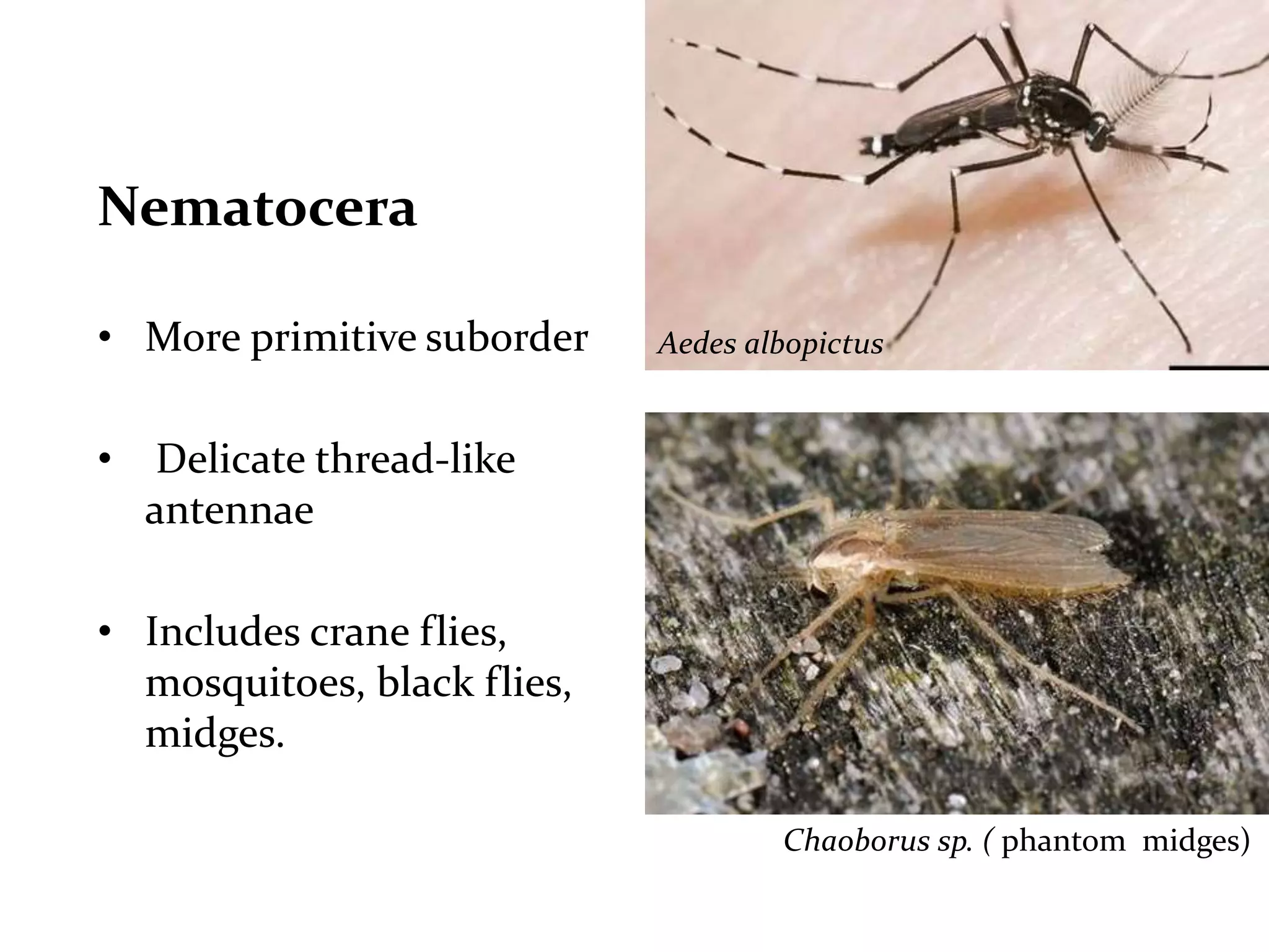 Classification of insects | PPTX