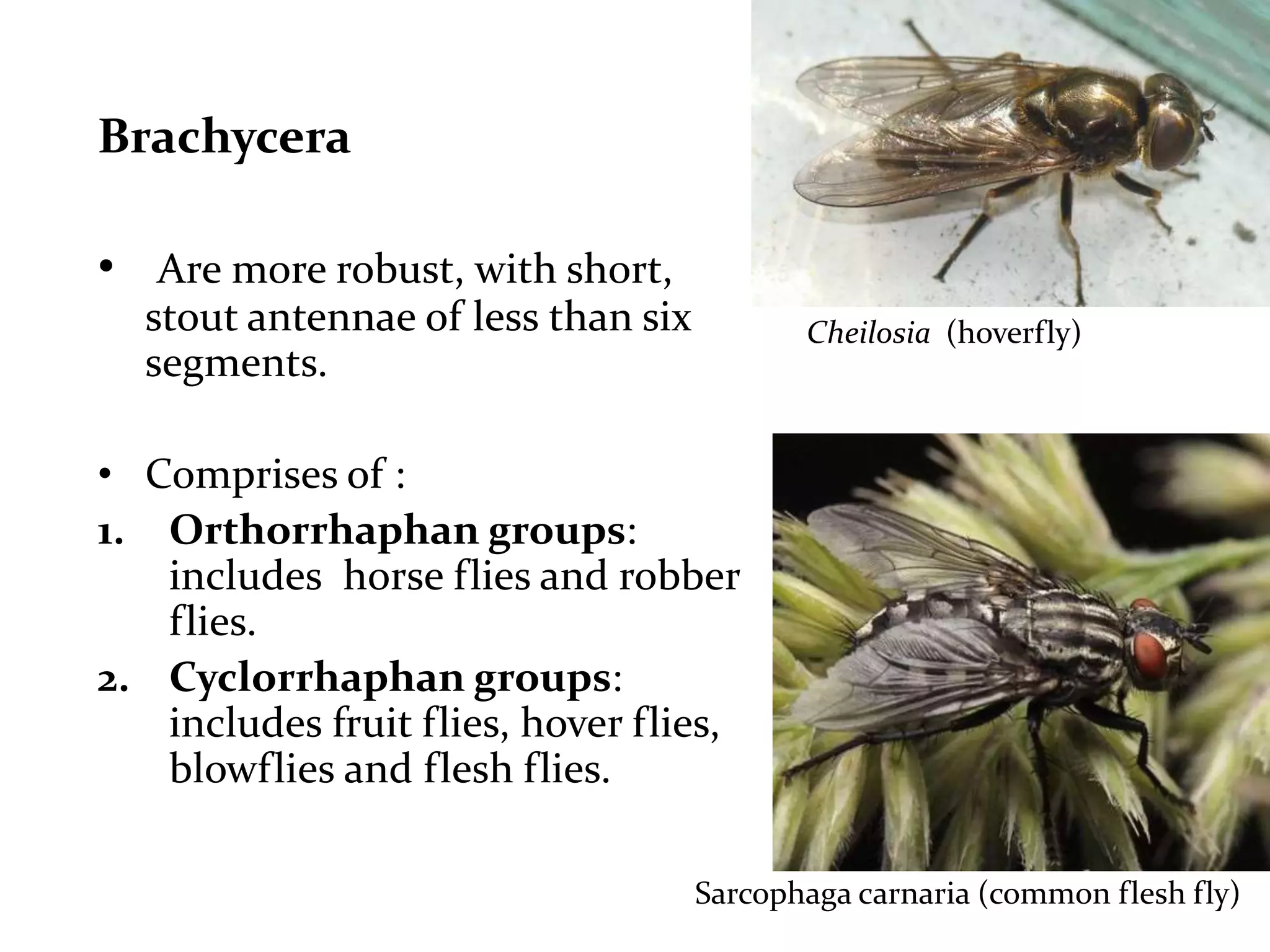 Classification of insects | PPTX