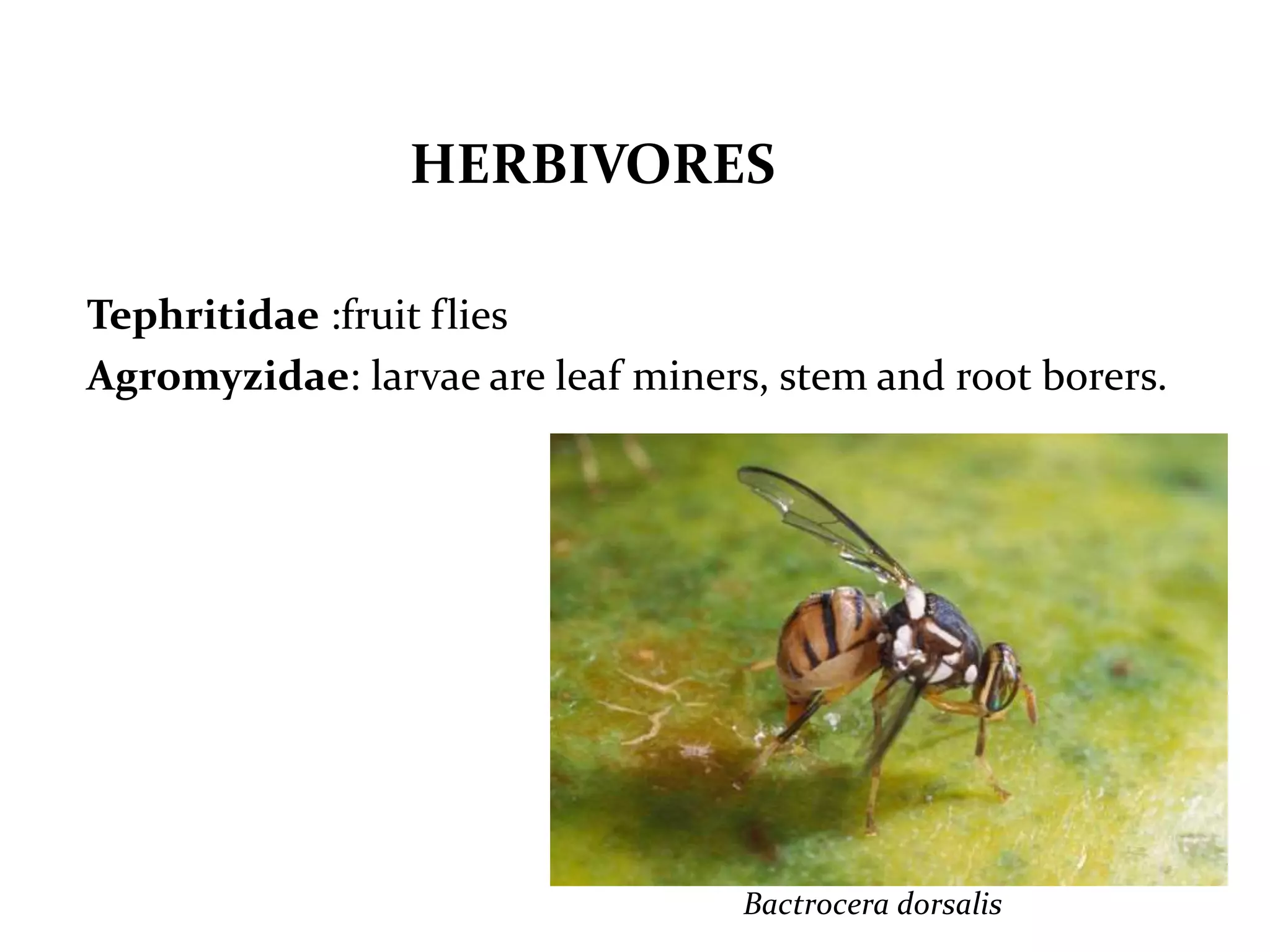 Classification of insects | PPTX | Birdwatching | Hobbies & Interests