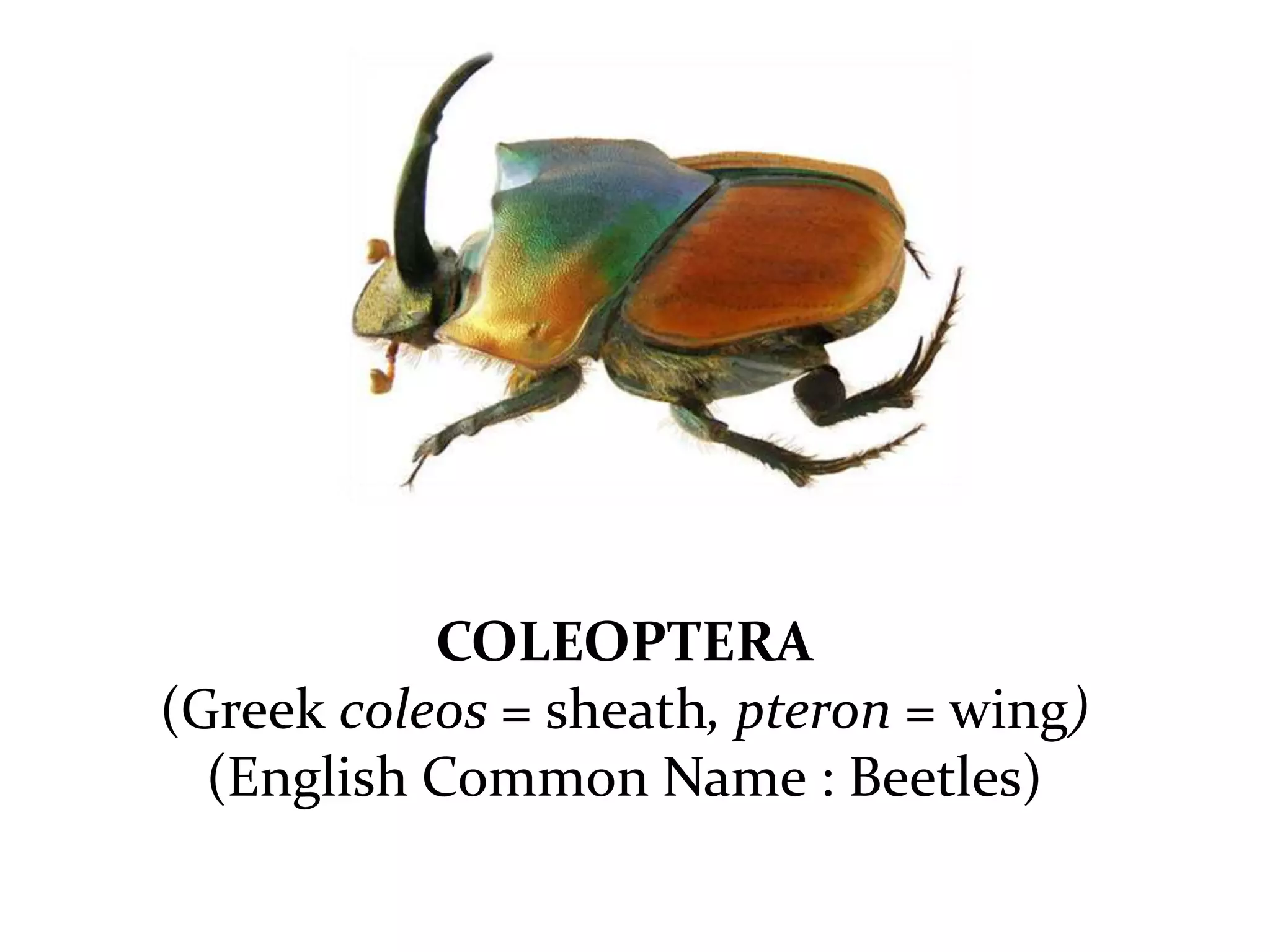 Classification of insects | PPTX