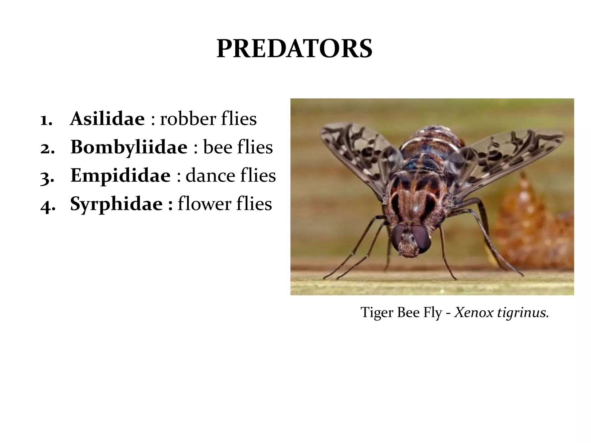 Classification of insects | PPTX | Birdwatching | Hobbies & Interests