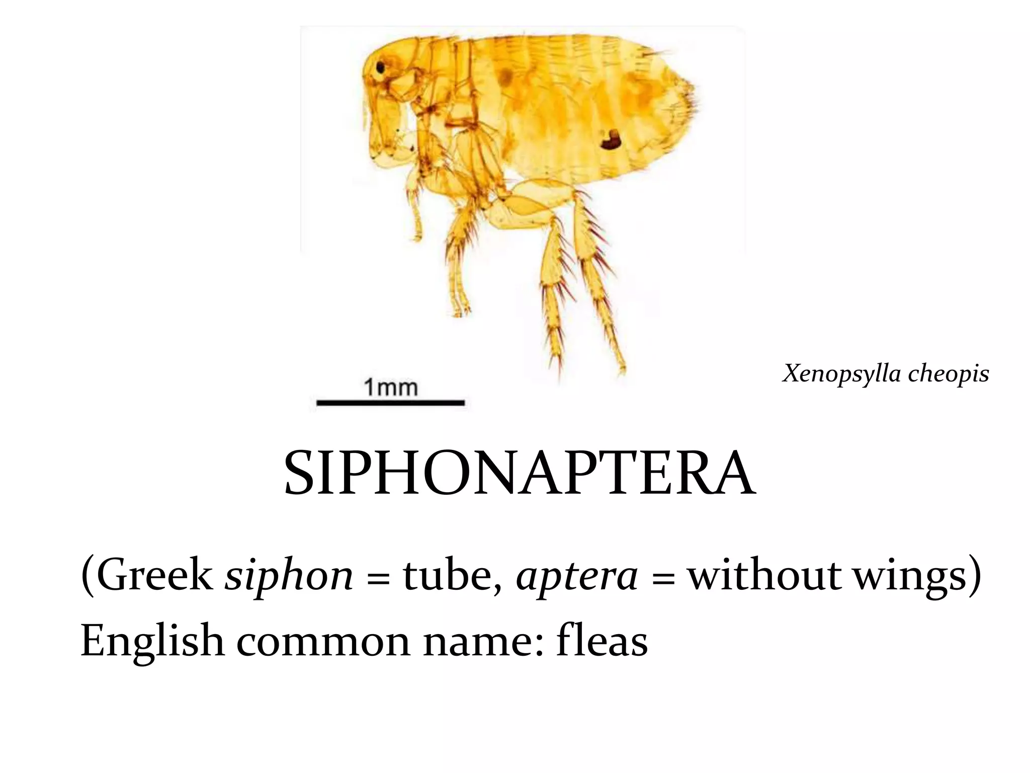 Classification of insects | PPTX