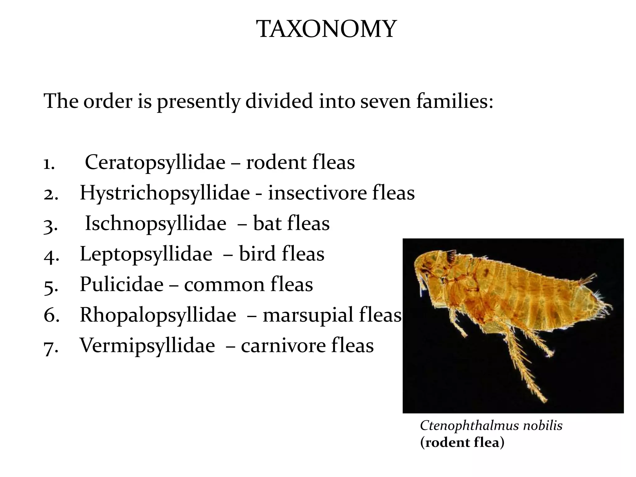 Classification of insects | PPTX