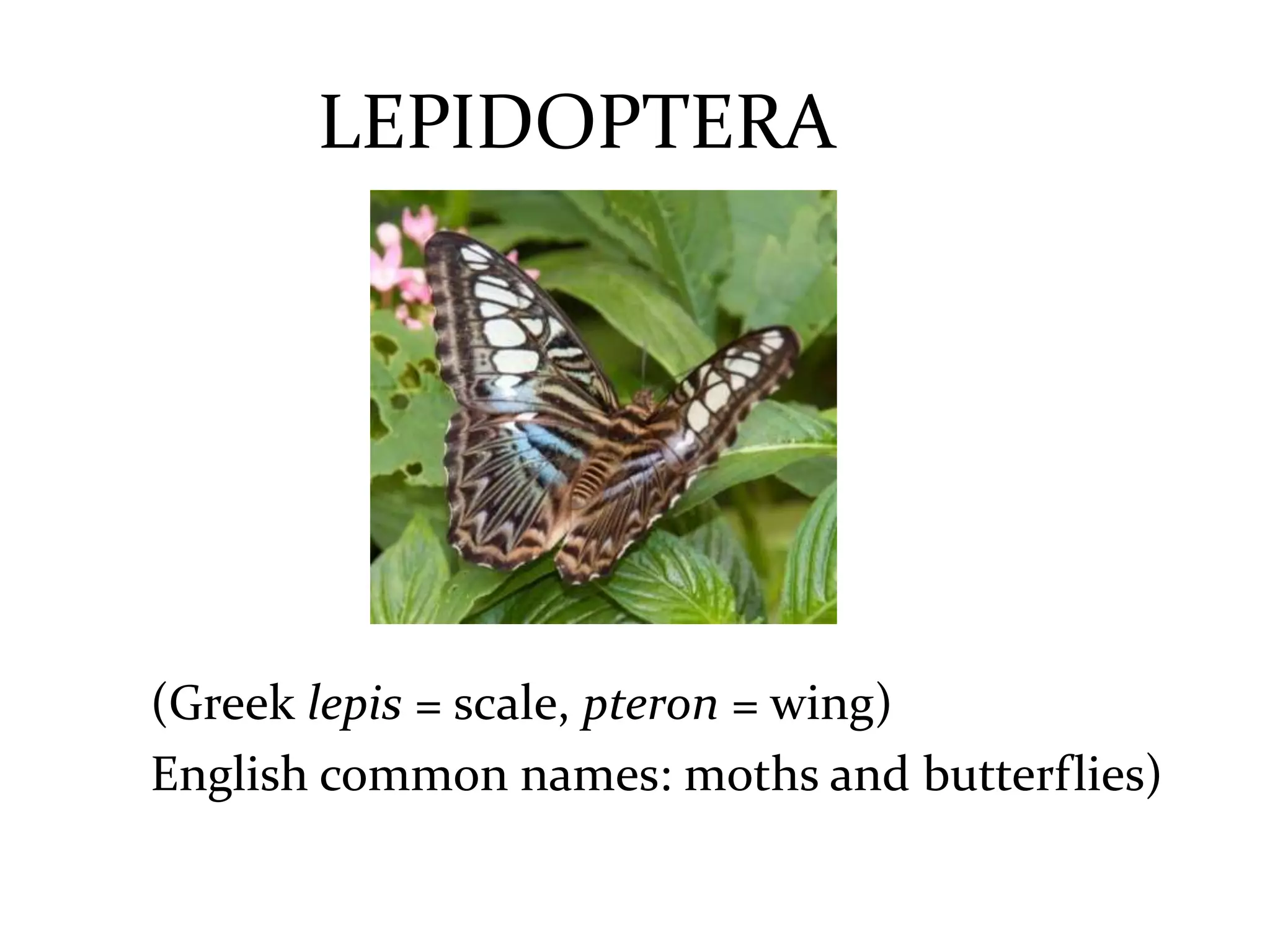 Classification of insects | PPTX