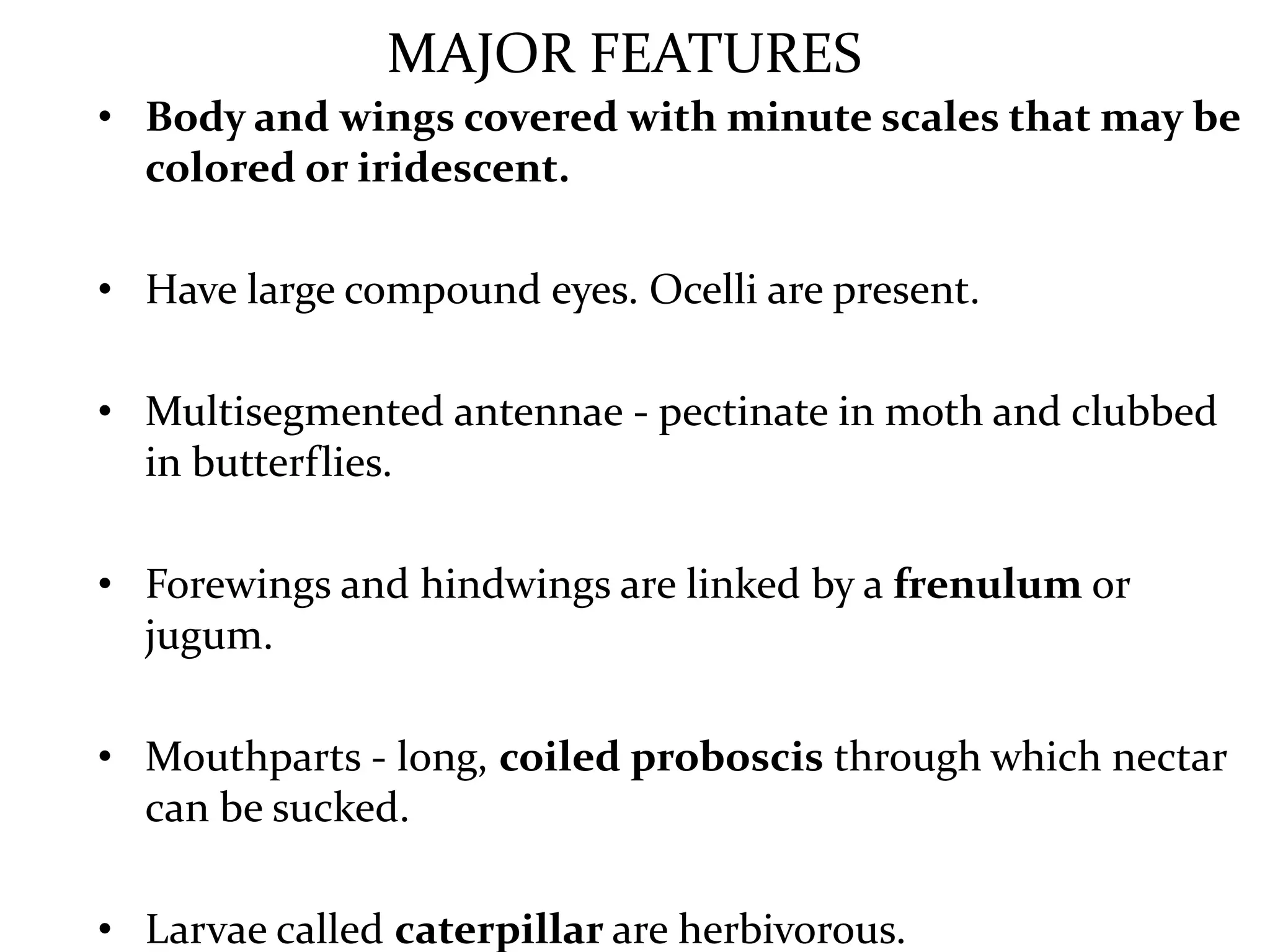 Classification of insects | PPTX