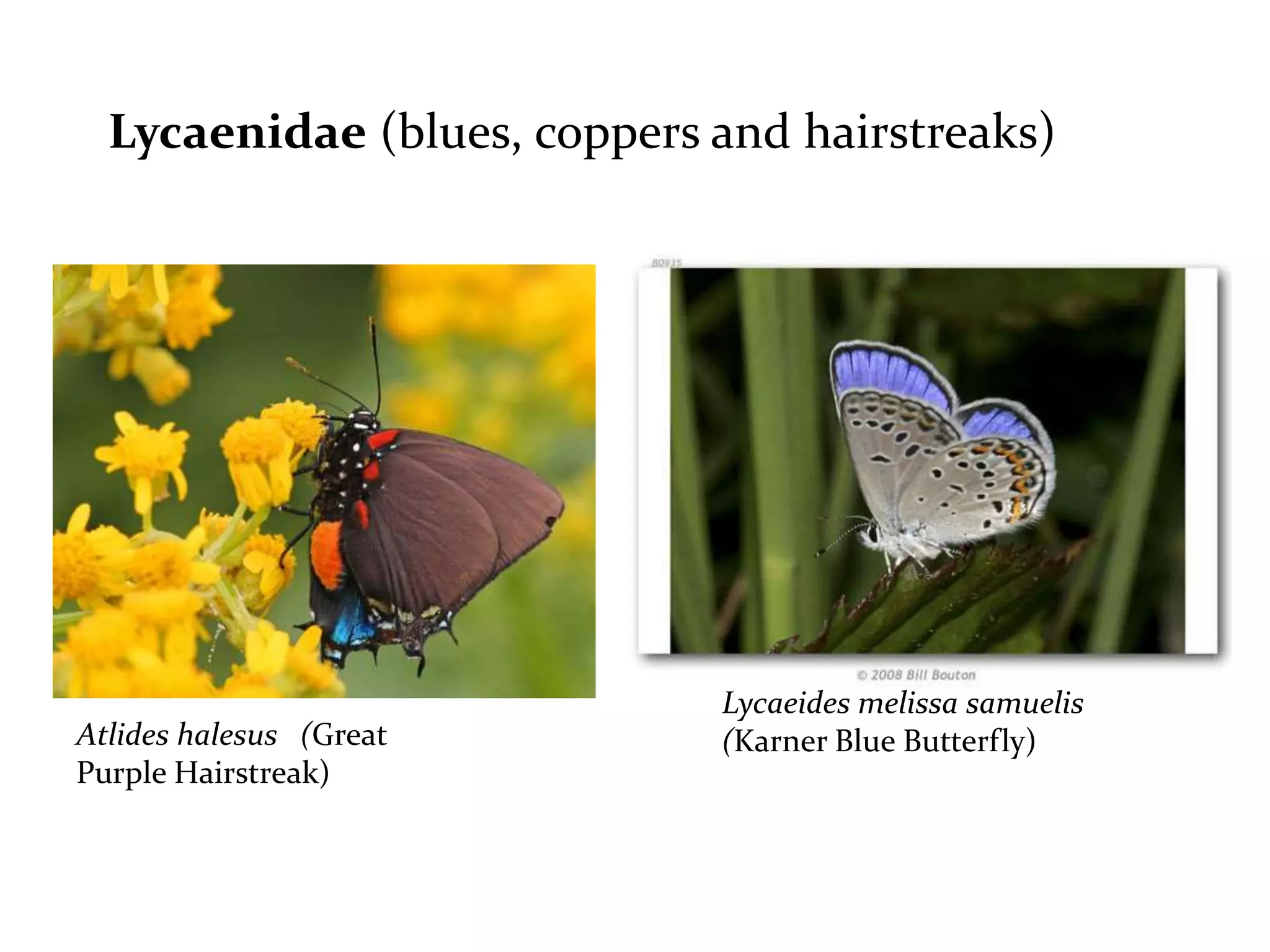 Classification of insects | PPTX