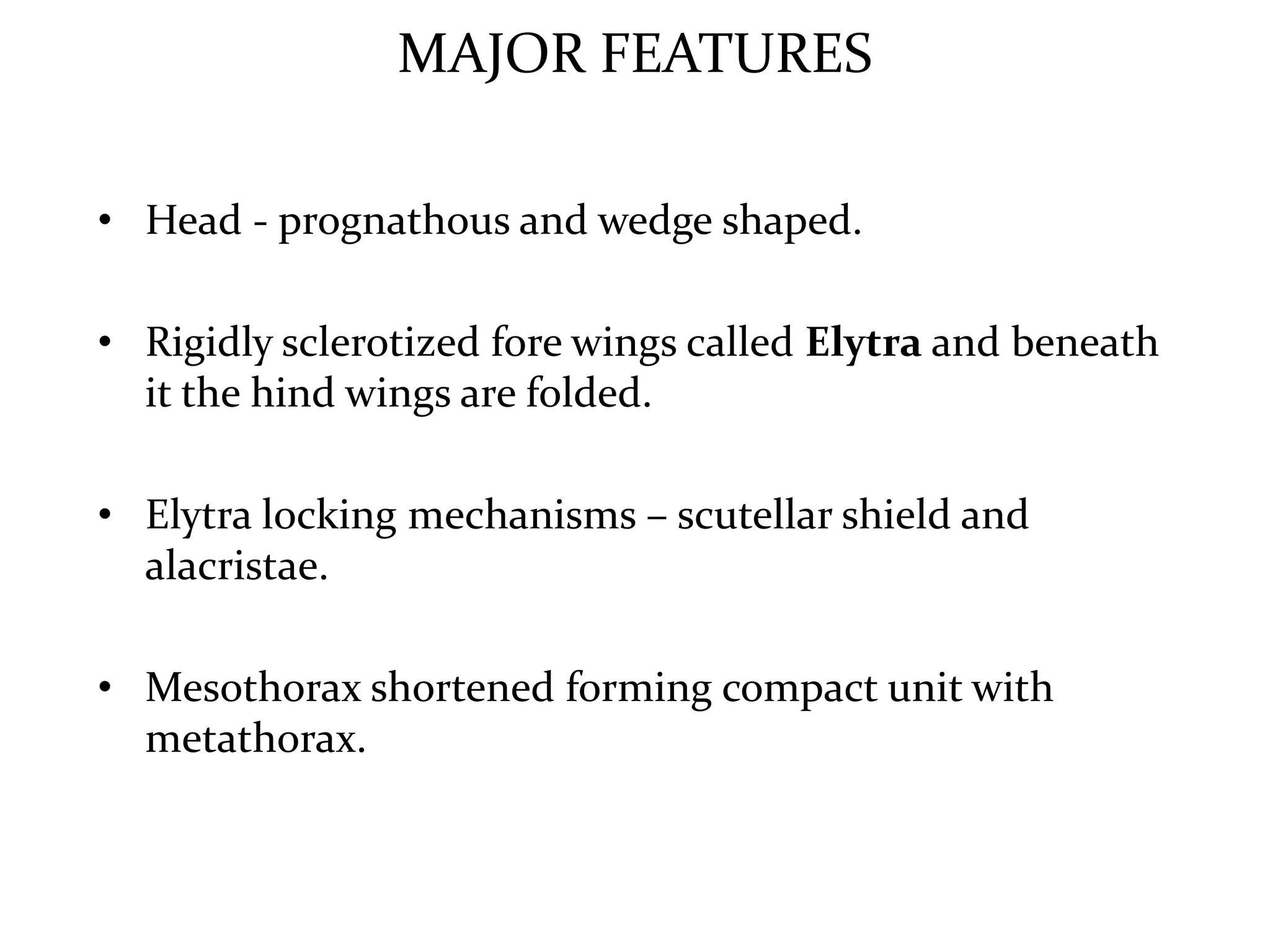 Classification of insects | PPTX