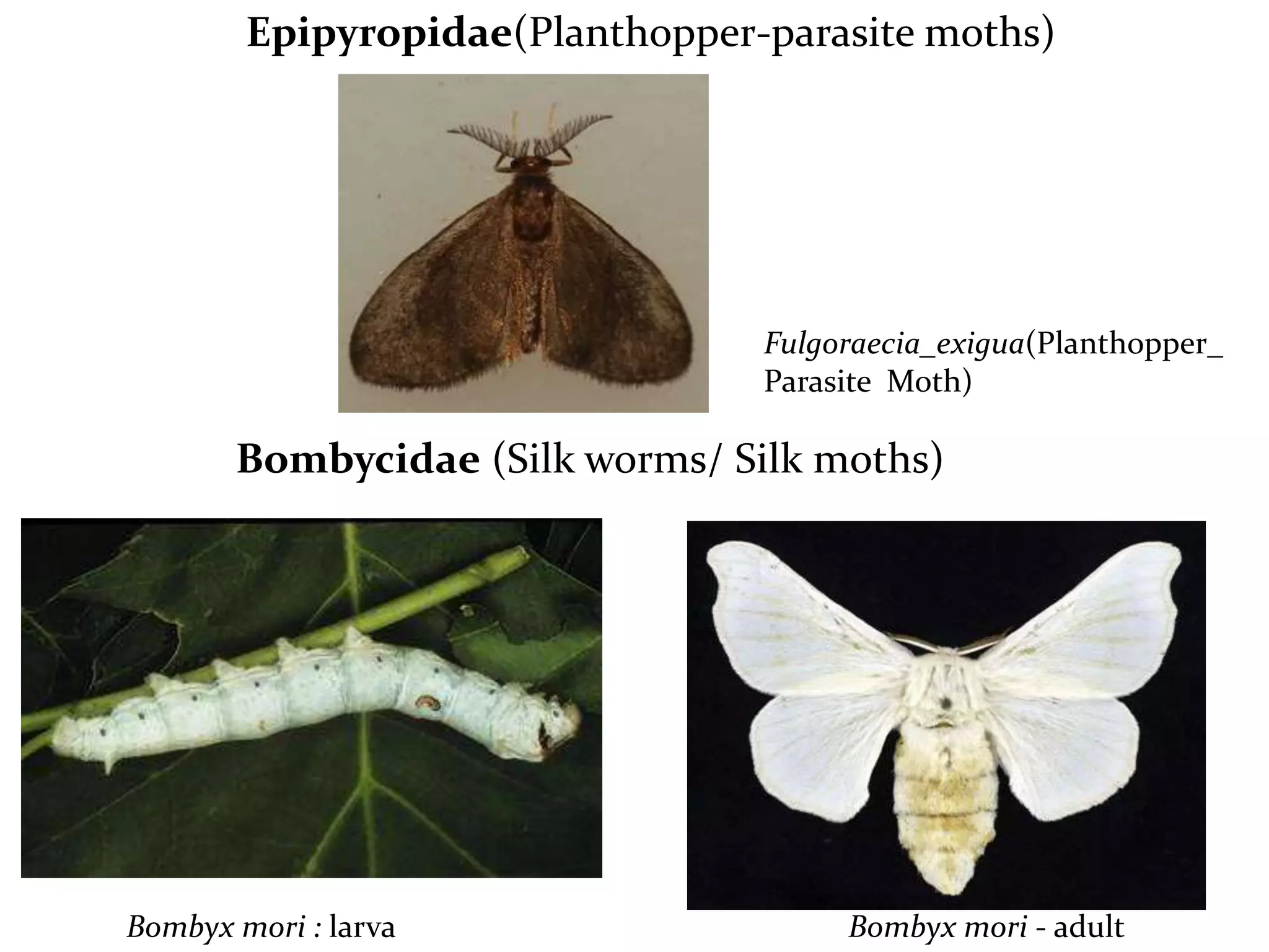 Classification of insects | PPTX