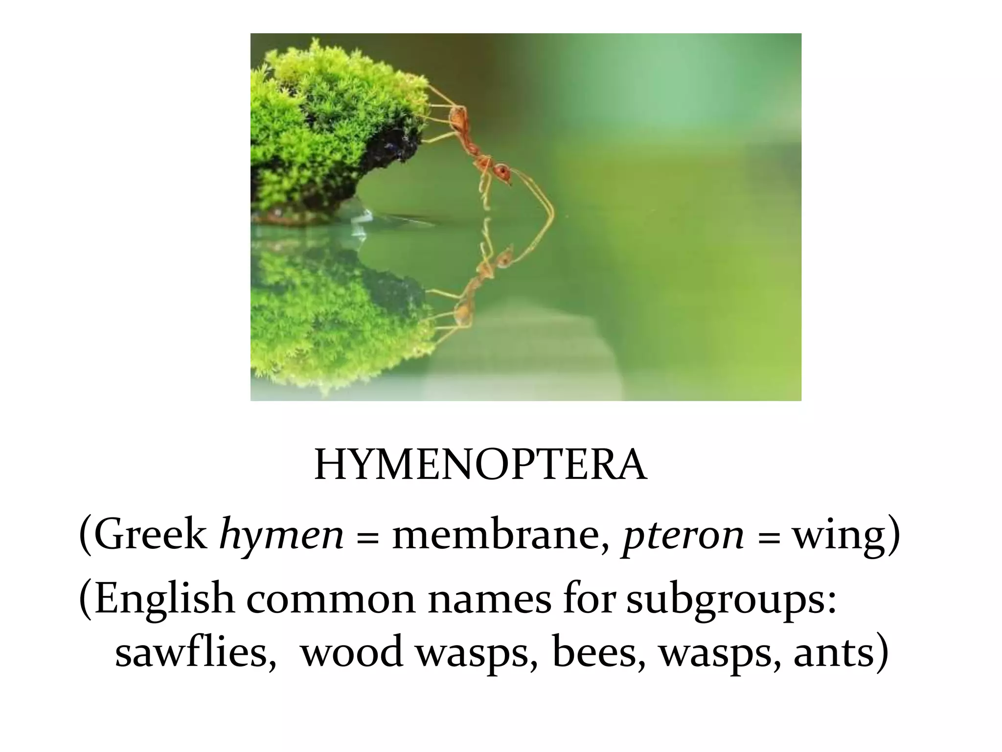 Classification of insects | PPTX