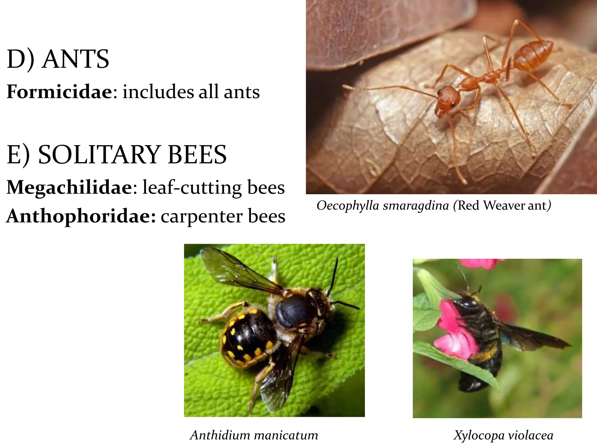 Classification of insects | PPTX